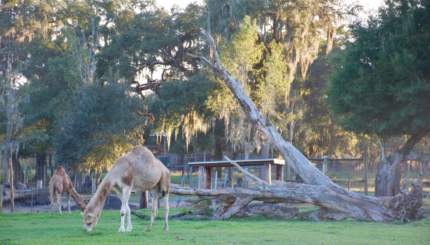 Florida Wildlife Safari Tours in Dade City | Giraffe Ranch